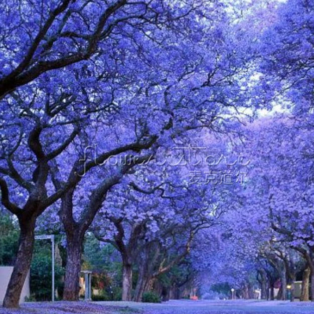 Pretty Blue Trees