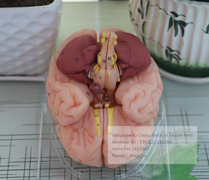 Brain-Modell-Gehirn-Anatomisches-Modell-von-Acht-Teile-Menschliche ...