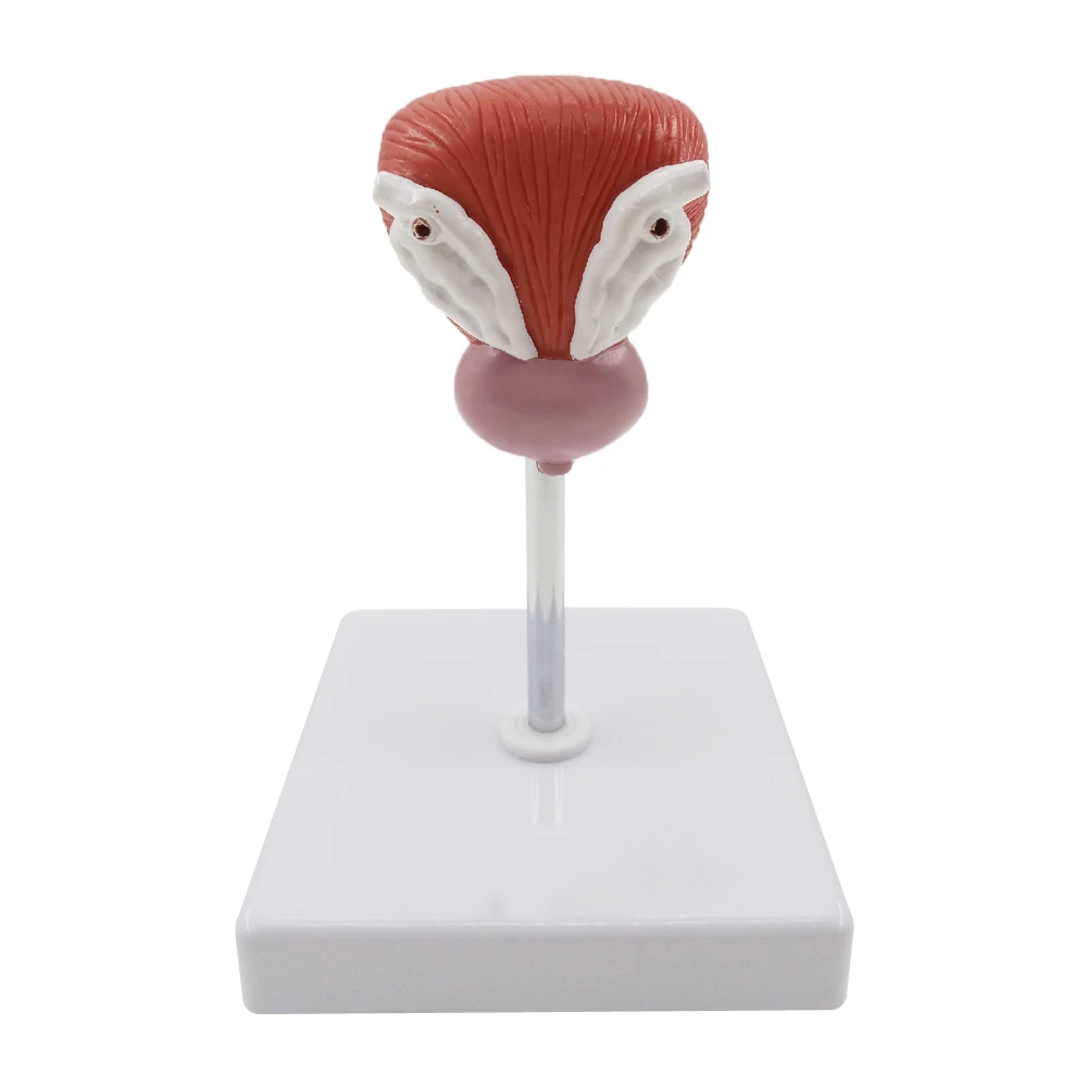 1:1 Simulation Bladder Urinary System Model Human Anatomy Prostate ...