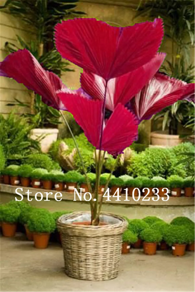 50 Pcs Japan Tail Palm Tree Bonsai Cycas Indoor Drawf Sago Palm Tree ...