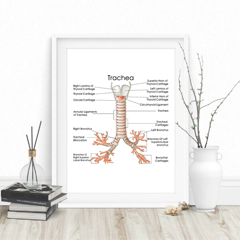 Trachea-Diagram-Prints-Medical-Education-Chart-Poster-Doctor-Office ...