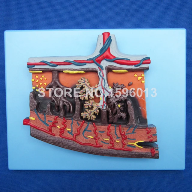 Placenta Miscarriage Tissue