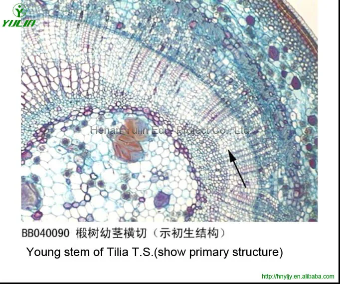 botany microscope prepared slides Young stem of Tilia T.S.(show primary ...