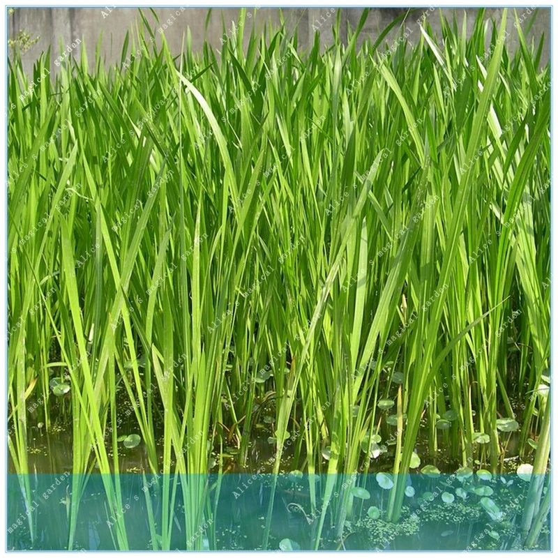 ZLKING 100PCS Buy Acorus Tatarinowii Herb Semente Plant Calamus For Shi ...