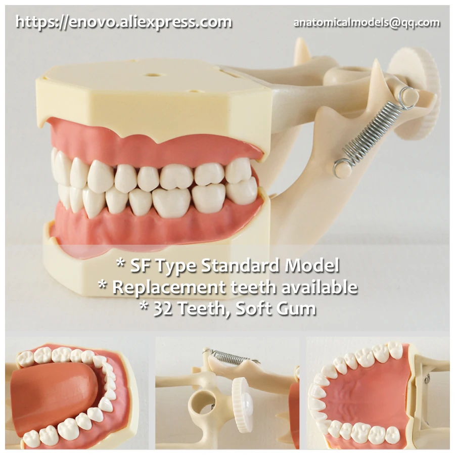 13008 DH107 SF Type Similar Frasaco Study Model, Medical Science ...