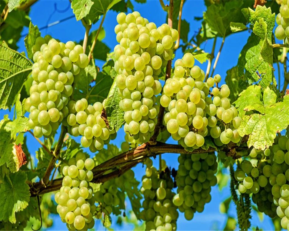 Beibehang Custom Tapete HD Trauben Obst Blau Himmel Hintergrund ...