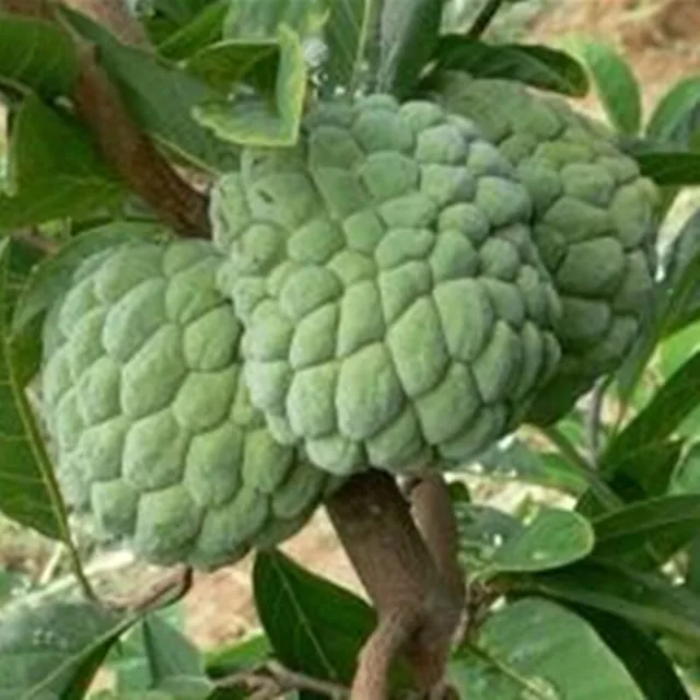 Graviola Soursop Guanabana Annona Muricata Seed - Best Seeds Online ...