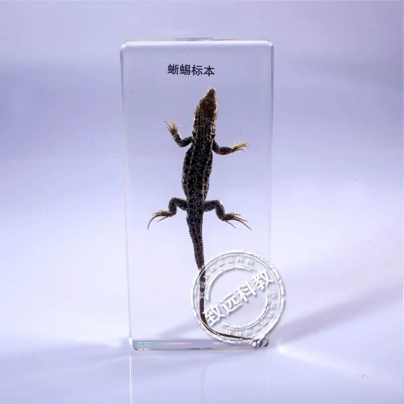 Real Lizard Specimens In Clear Lucite Block Educational Instrument ...