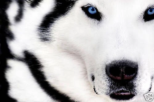 White Wolf Hybrid With Blue Eyes