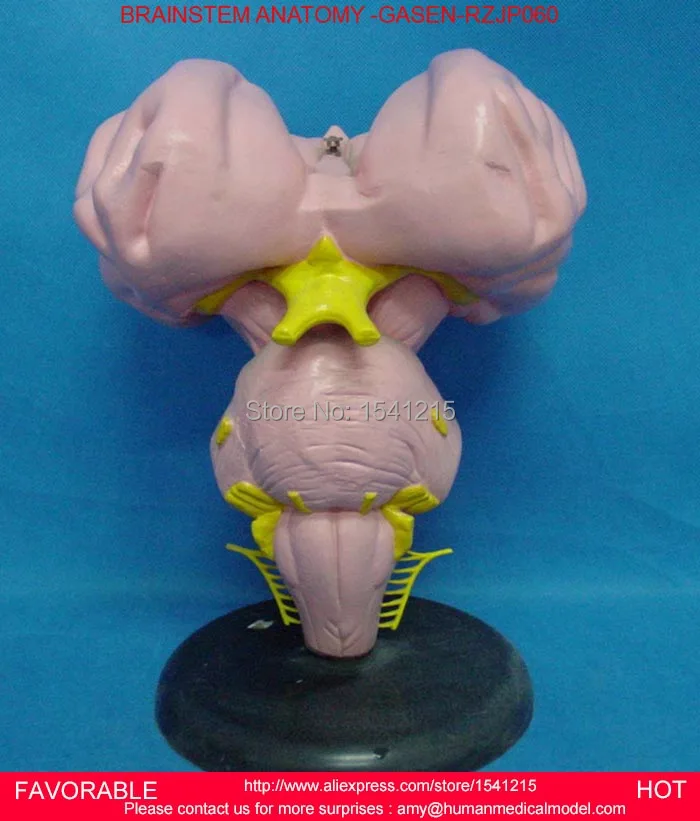 ANATOMY BRAIN ANATOMICAL MODEL,HUMAN BRAIN MODEL , ANATOMY MODELS ...