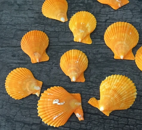 1.5cm 3 cm Small Natural orange colour sea shells, idea for aquariums ...