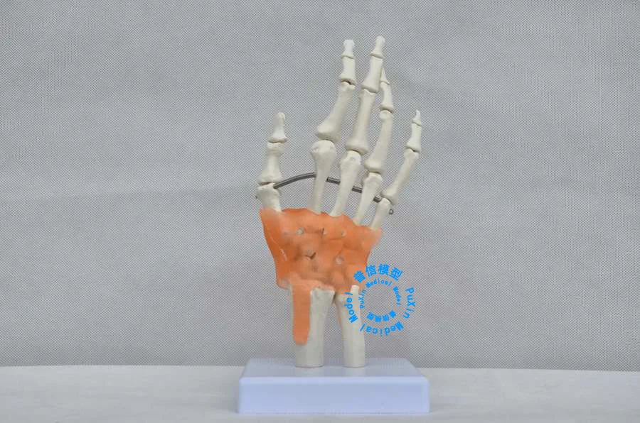 Free shipping&Functional hand joint model, wrist joint model, medical ...
