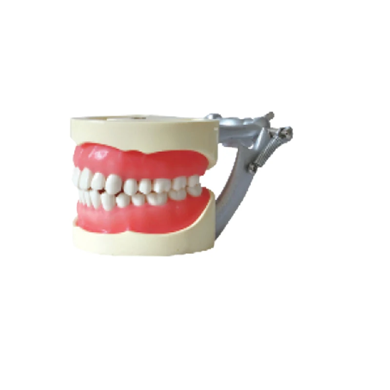1PC Dental education teaching teeth Standard Model there are 32pcs ...