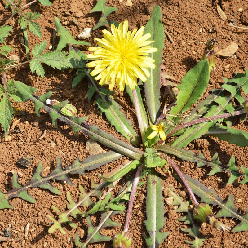 Online Buy Wholesale dandelion tea from China dandelion tea Wholesalers ...