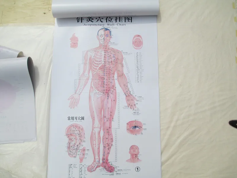 7pcs-50-80cm-Acupuncture-wall-chart-3-male-map-3-female-map-and-one-ear ...