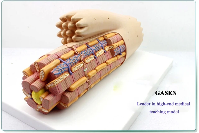 Smooth Muscle Model