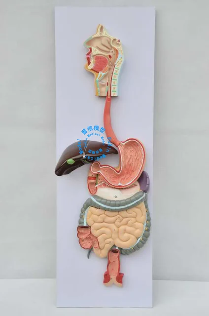 Haustra Digestive System