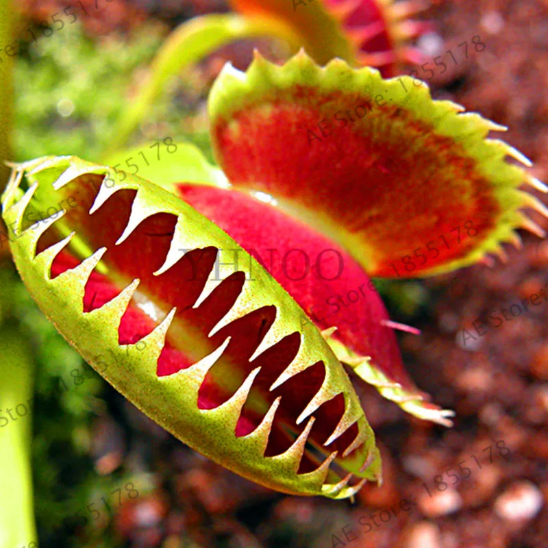 Best-Selling!20 PCS / Pack Potted Insectivorous Plant Bonsai Dionaea ...