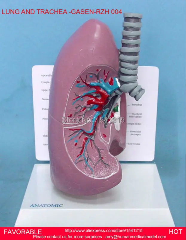 PATHOLOGY LUNG MODEL, DEPARTMENT OF INTERNAL MEDICINE MODEL, PULMONARY ...