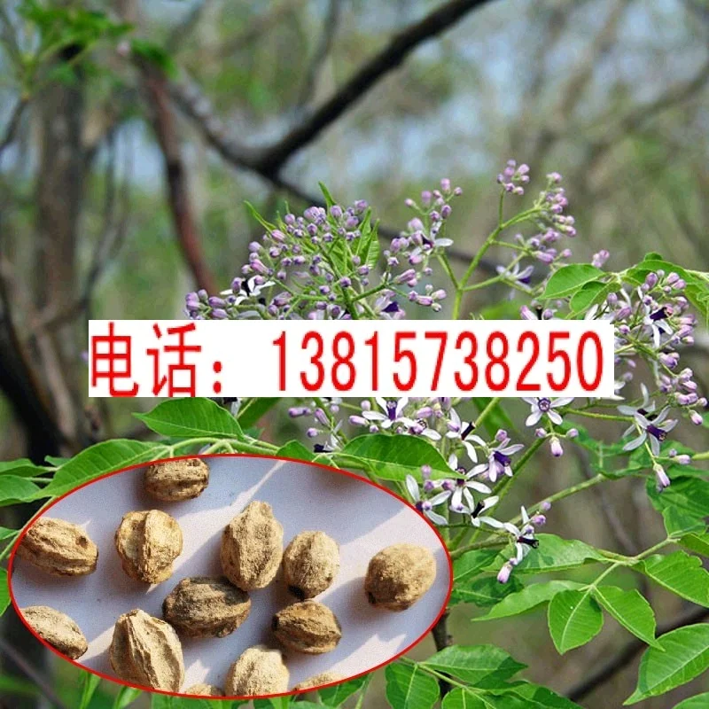 ใหม่อายุสะเดาเมล็ดต้นไม้สะเดาสะเดาเมล็ดalfalfaเมล็ดShusenต้นไม้ต้นกล้า ...