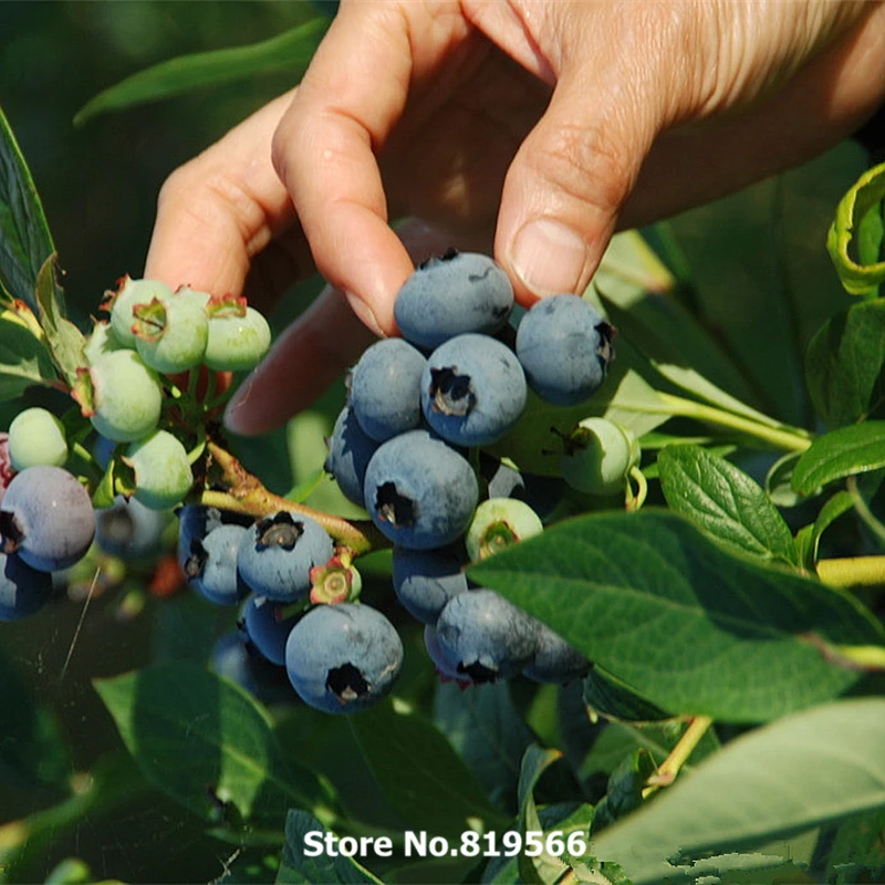 Real Chinese Blueberry Fruits Seeds Bilberry Fruit Tree Home Bonsai ...