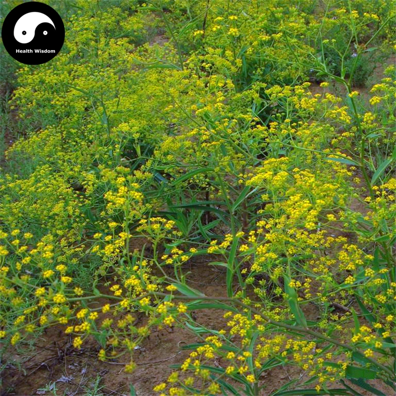 Buy Radix Bupleuri Herb Semente 400pcs Plant Chinese Medicine Herbal ...