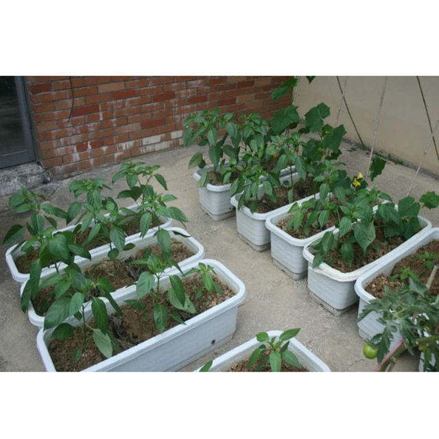 100pcs Seeds Giant Spices Spicy Paprika Chili Hot Pepper Plants ...