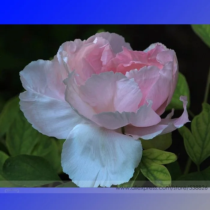 US$ 0.73 - Rare Light Pink Monopetalous Peony 'Shui Xian Zi' Seeds ...