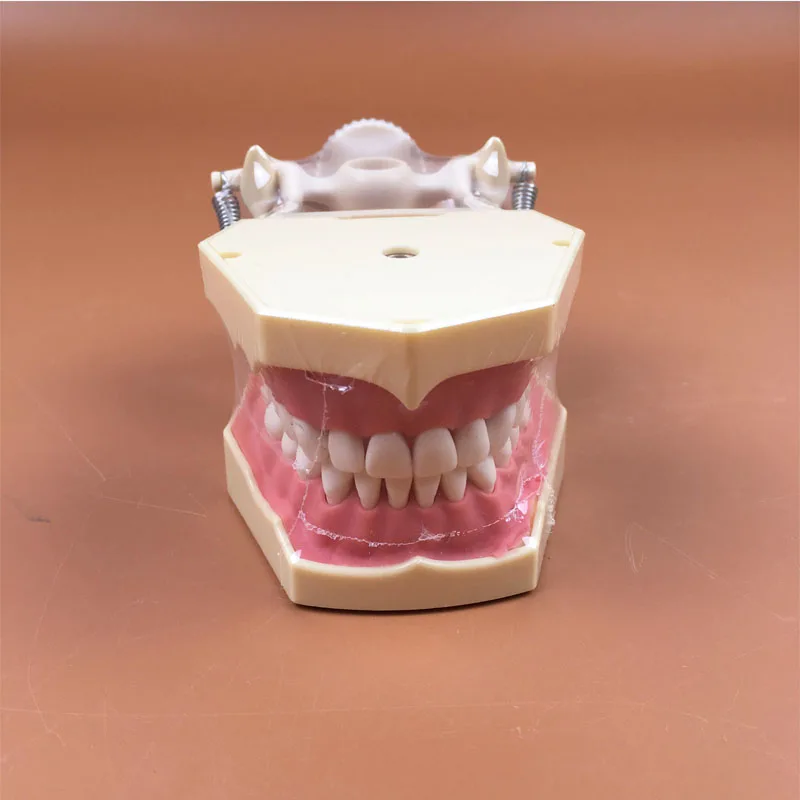 1 Piece Sf Type Study Model Dental Study Model Standard Teeth Model ...