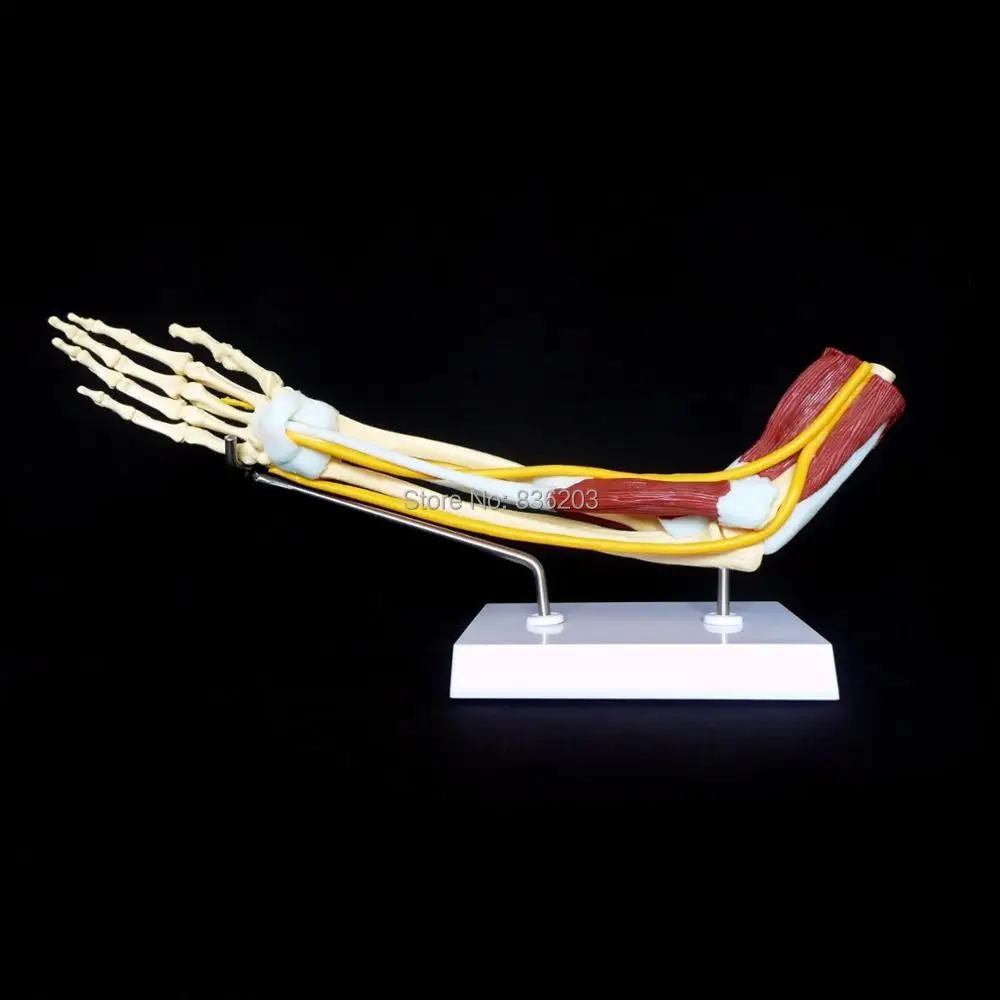 Life size human skin section Anatomical Advanced Muscled Elbow Joint ...
