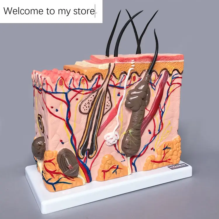 Skin model skin structure magnification model tissue level three ...