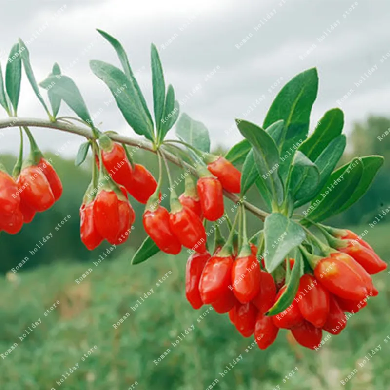 10 Pcs Seeds Rare Red Goji Berries Lycium Barbarum Ningxia Wolfberry ...