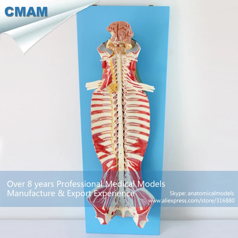 Anatomy Of The Spinal Cord Praxis Spinal Cord Institute