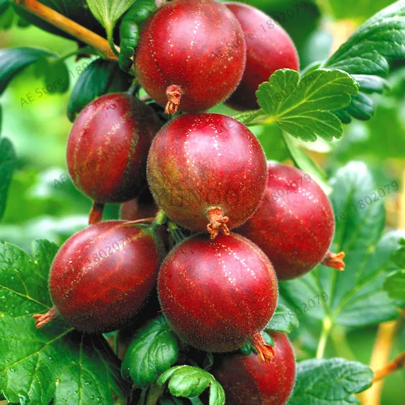 100PCS Organic Gooseberry Seeds – Best Seeds Online | Free Shipping ...