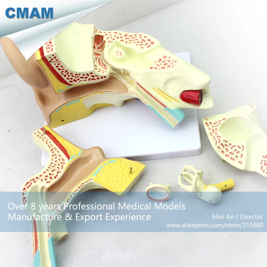 Aliexpress.com : Buy 12520 CMAM EAR05 Anatomy Human Ear Structure Model ...