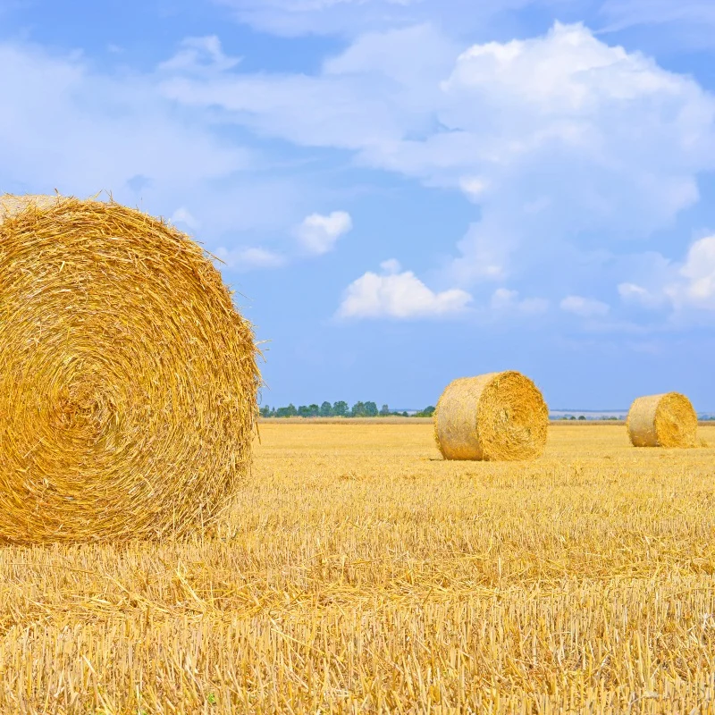 Laeacco Countryside Hay Bales Farm Field Scenic Portrait Photography ...