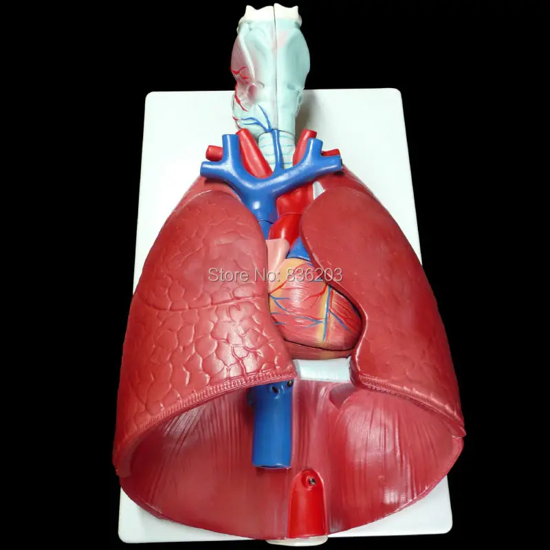 Human anatomy skeleton Life Size 7 Part Lung Model with Larynx Heart ...