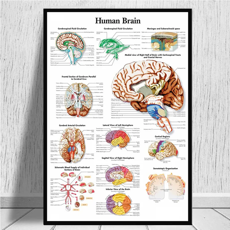 Posters and Prints Anatomical Chart Human Body Anatomy Medical Hot ...