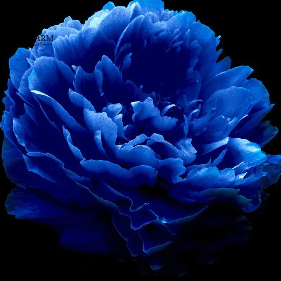 US$ 0.72 - BELLFARM Rare 'Luo Yang' Dark Blue Tree Peony Flower Bonsai ...