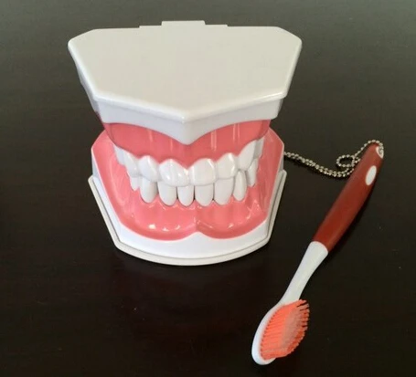 Colgate Tooth Model Brushing Teeth Model Early Childhood Oral Teaching ...