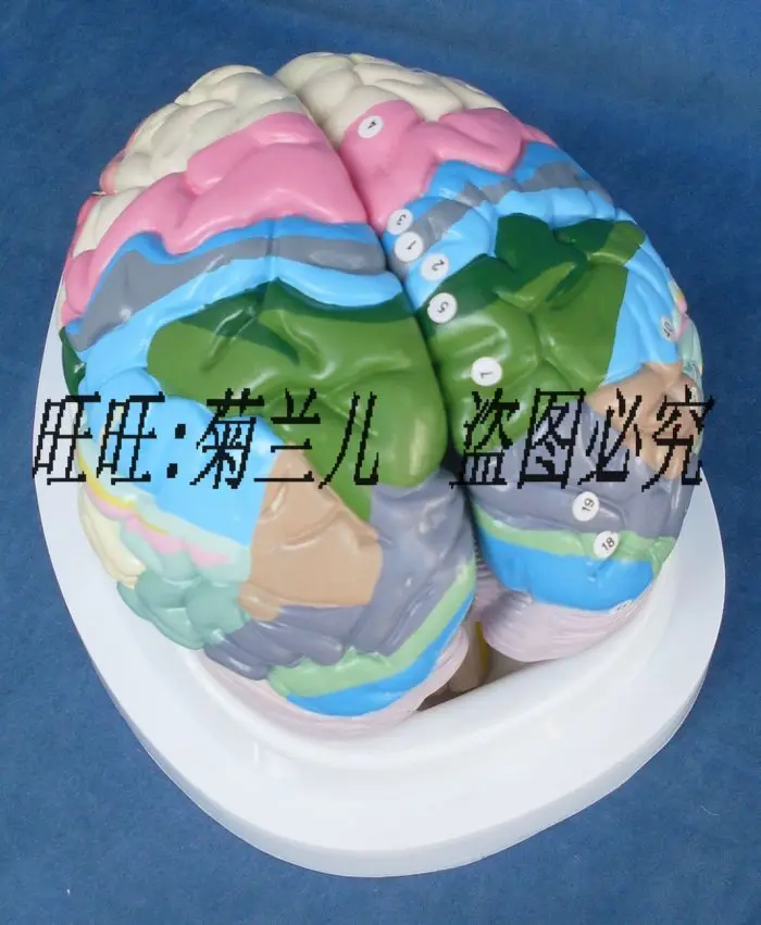 Brain cortex partition model of human brain organs nervous system ...