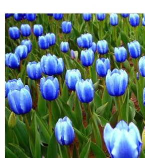 3pcs-a-lot-rare-white-blue-tulip-BULB-more-reasonable-choice-than-seed ...