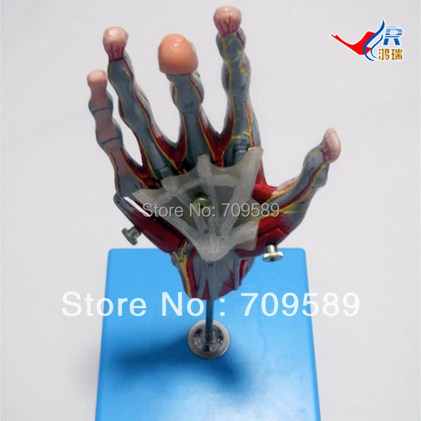 Deluxe Muscles of Hand with Main Vessels & Nerves, anatomical hand ...