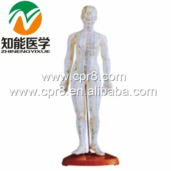 BIX Y1009 Body Acupuncture Main Model (Female) In Chinese(48 CM) G029 ...