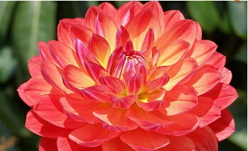 1 pcs Bulb Rare White Red Dahlia bulbs Charming Flower Bonsai Plants ...
