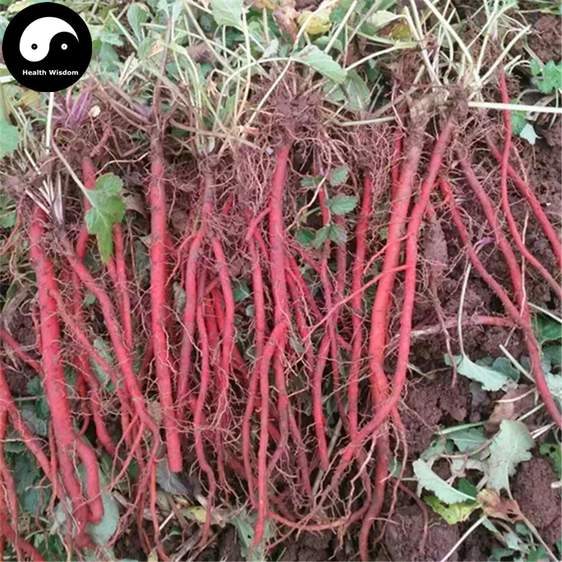 Aliexpress.com : Buy Buy Salvia Miltiorrhiza Semente 400pcs Plant ...