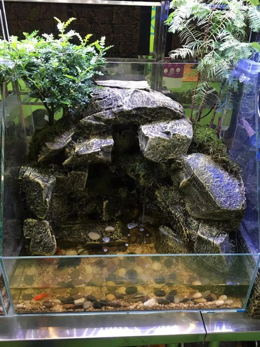 Chameleon-lizard-reptile-rockery-water-rainforest-tank-rock-background ...