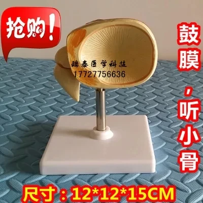 12*12*15cm Human Model Tympanic Membrane Magnification Model Otosteon ...