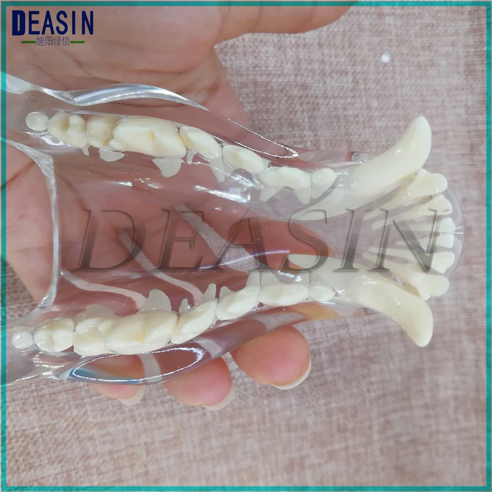 Industrial & Scientific Canine Dog Jaw Anatomical Model Anatomy ...