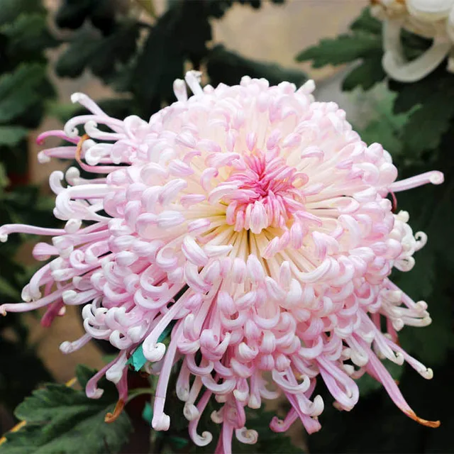 Rare Fireworks Pink Chrysanthemum Seeds, 100 pcs/bag – GreenSeedGarden